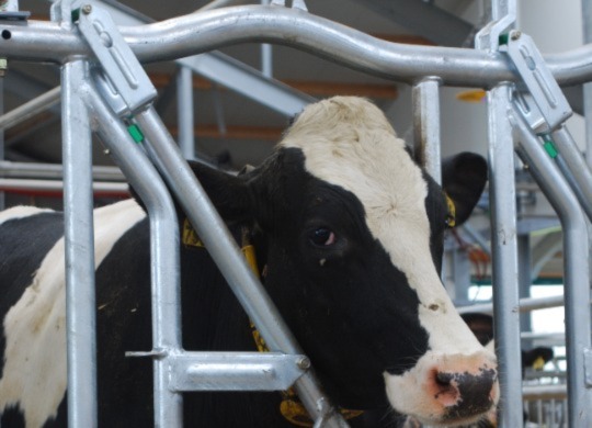 Curved Top Self Locks (CSL) - VES-Artex