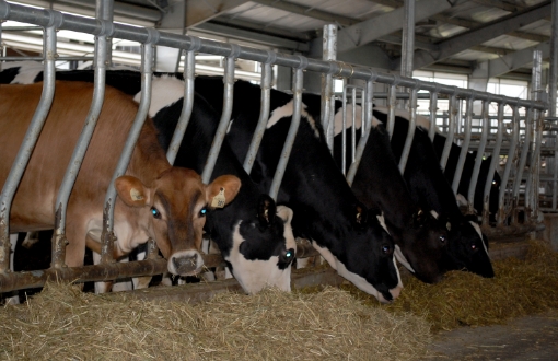 Non-Locking Feed Fronts - VES-Artex