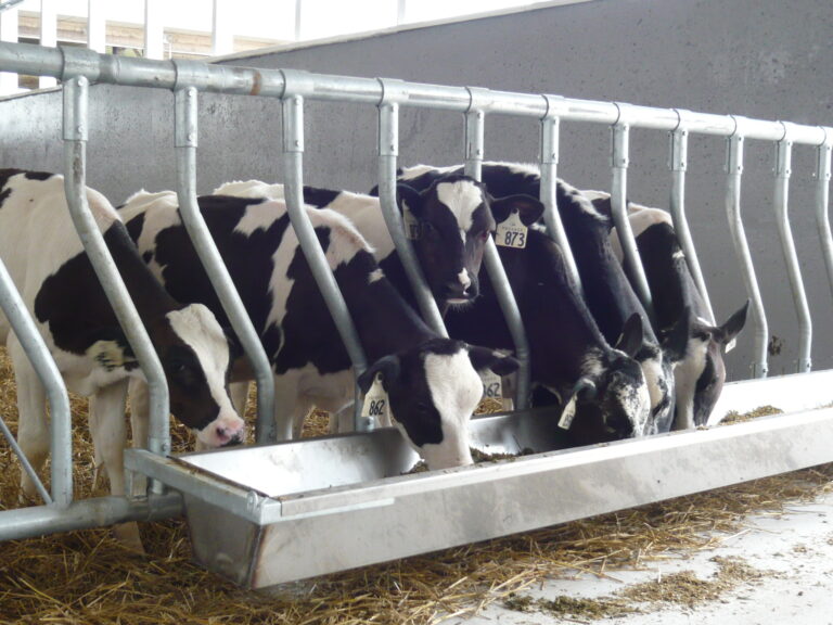 Feed Trough - VES-Artex