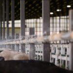 VES-Artex | Powering Intelligent Barn Systems