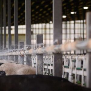 Barn Ventilation | VES-Artex | Improved Animal Comfort