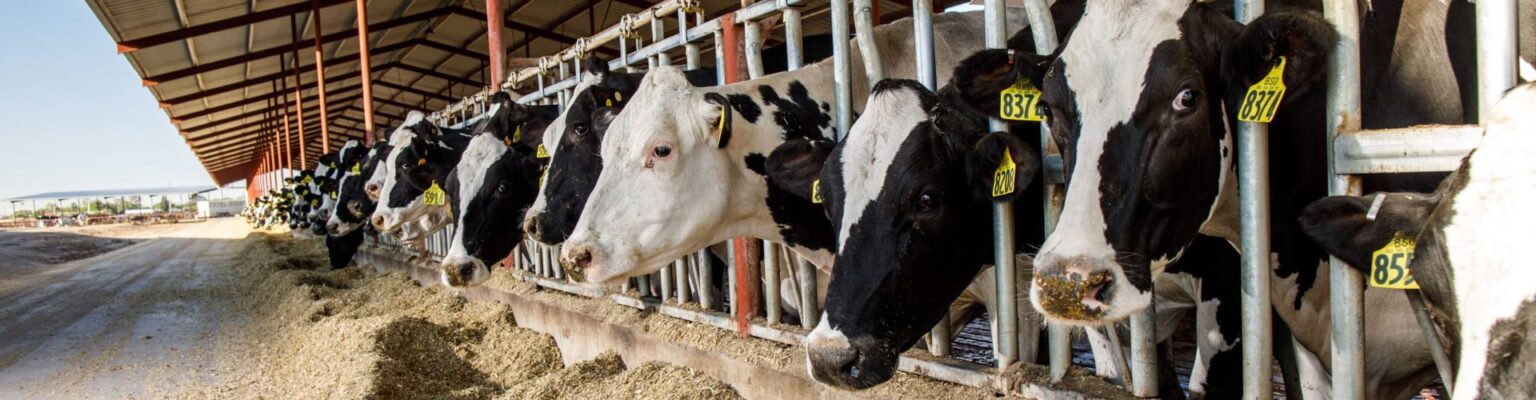 VES-Artex | Powering Intelligent Barn Systems