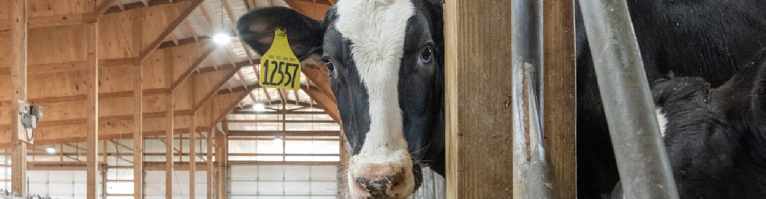 Barn Ventilation | VES-Artex | Improved Animal Comfort