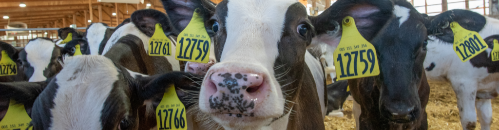 Our Solutions - VES-Artex