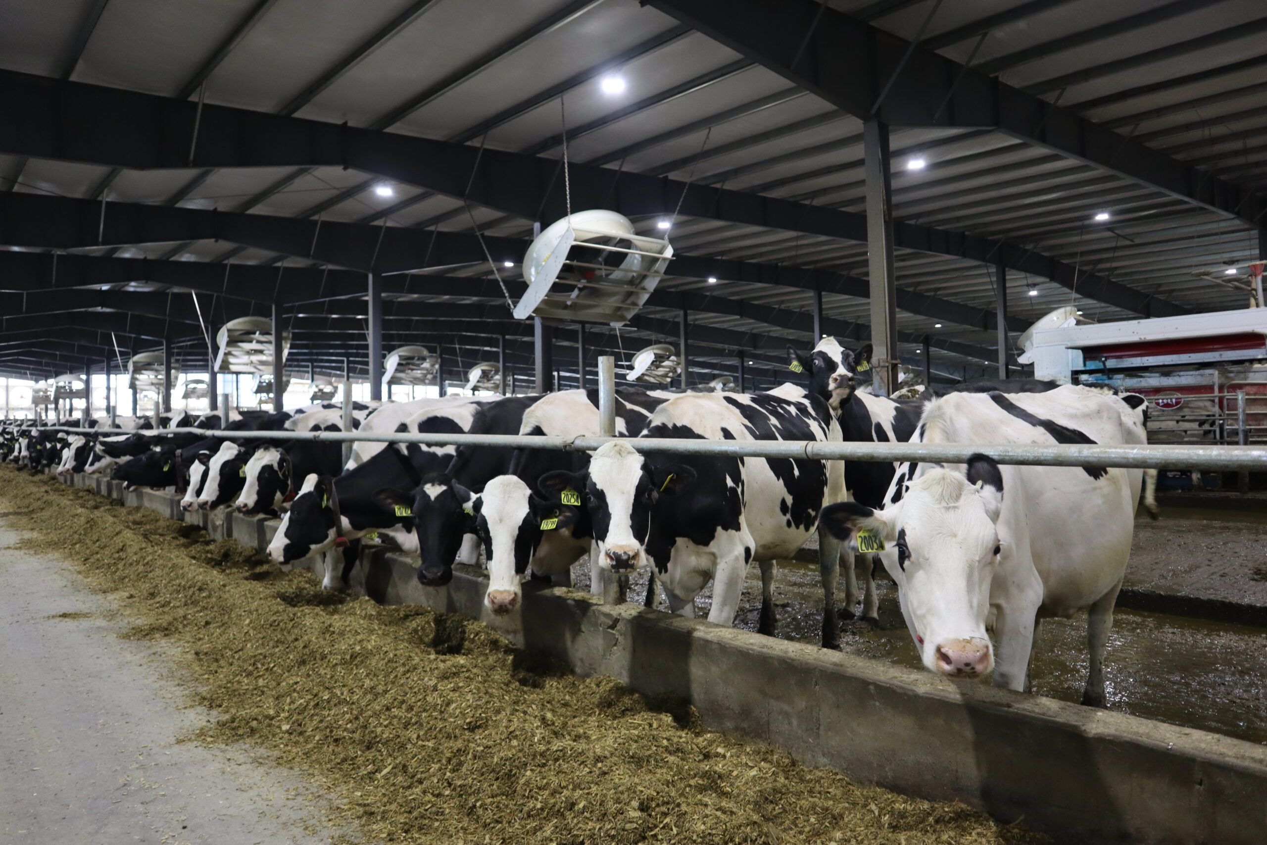 Intelligent Barns Enhance an Animal-Centered Environment - VES-Artex